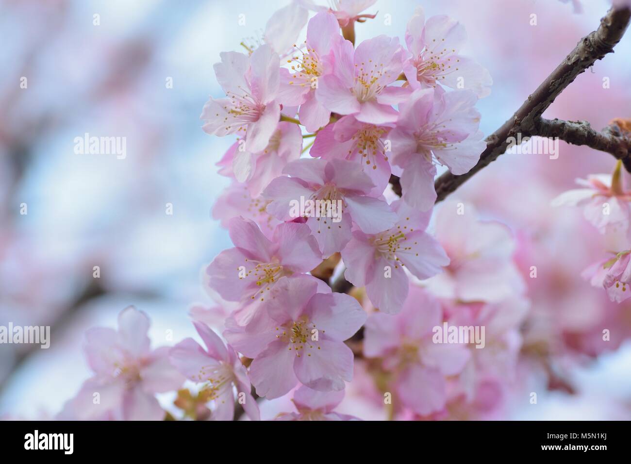 Macro texture of Japanese Pink Cherry Blossoms Stock Photo - Alamy