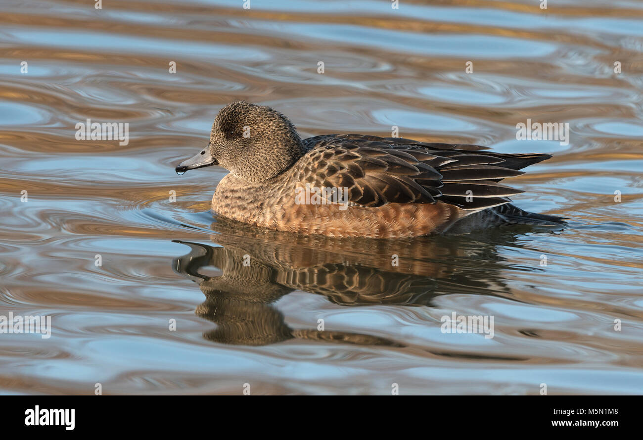 American wigeon female hen hi-res stock photography and images - Alamy