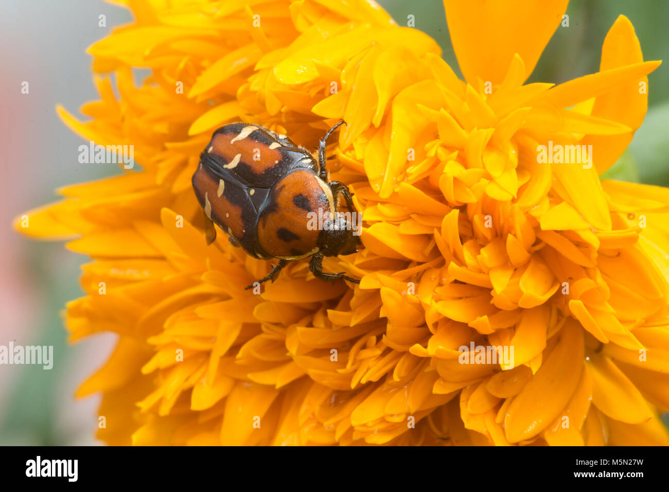 Stinging flower a hi-res stock photography and images - Alamy