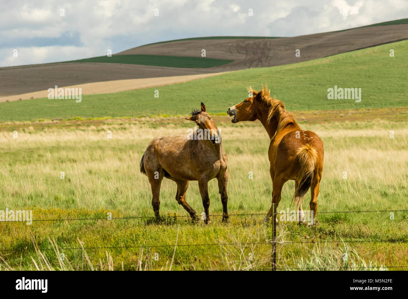 Two stallions fighting over a herd of mares in rural Washington state ...