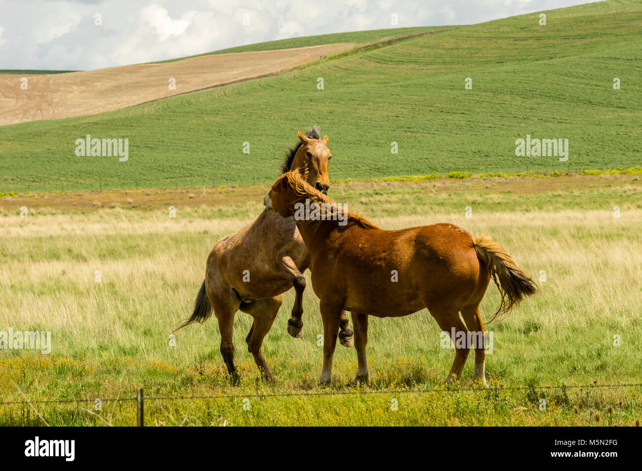 Two stallions fighting over a herd of mares in rural Washington state ...