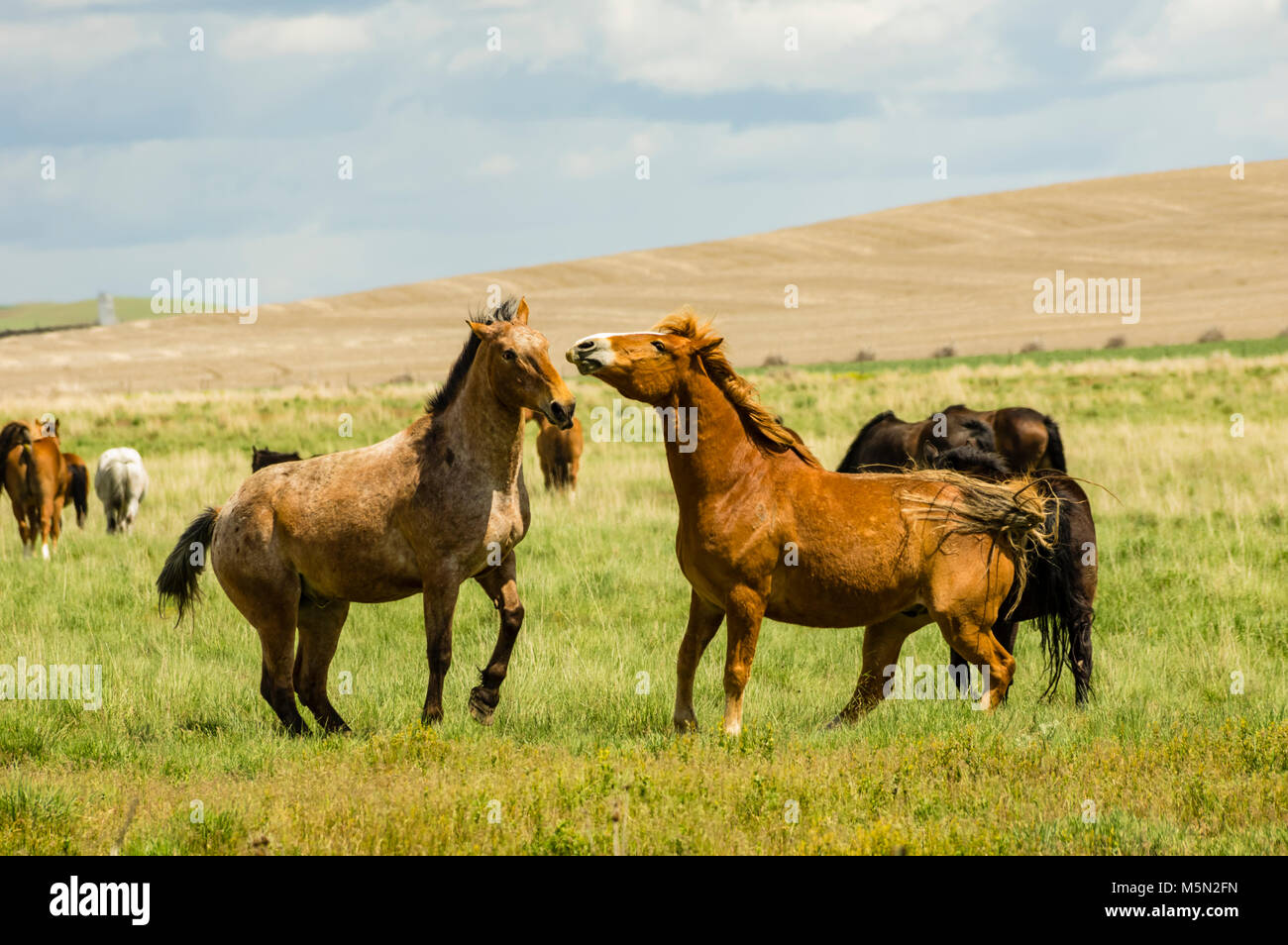 Two stallions fighting over a herd of mares in rural Washington state ...