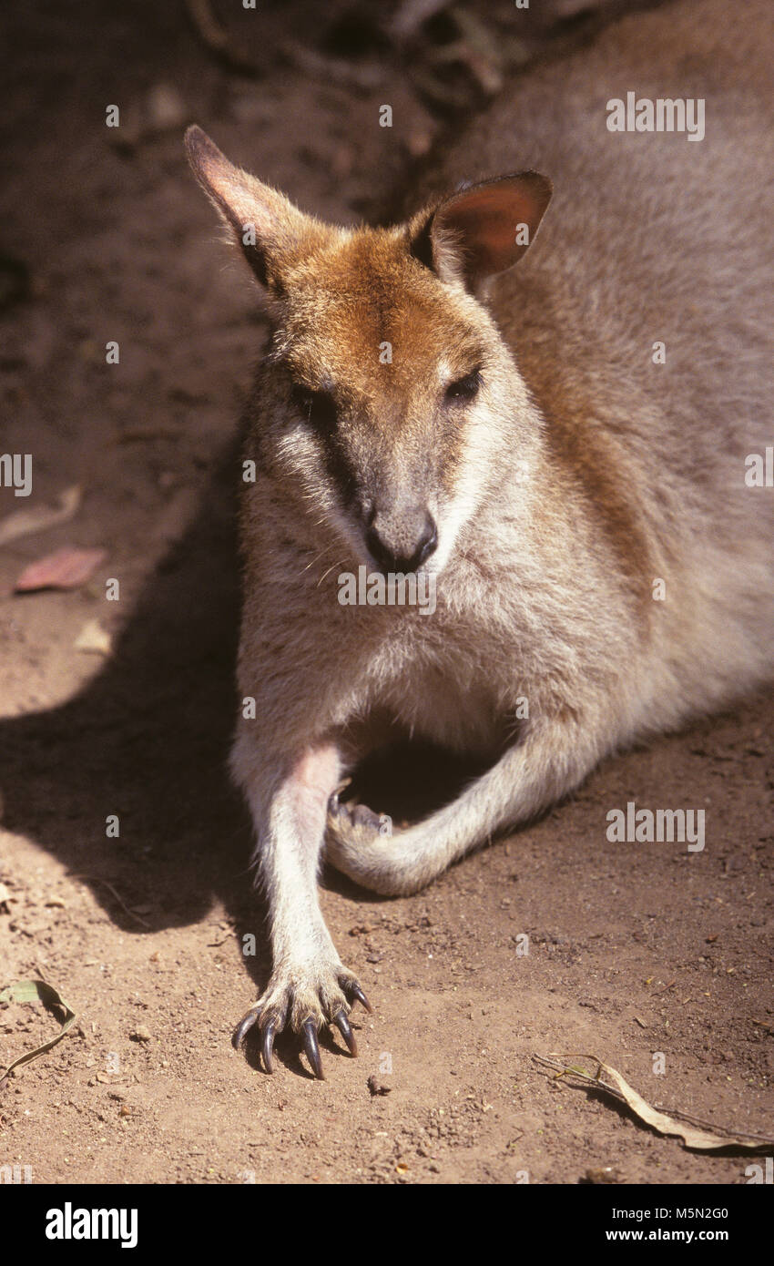 A kangaroo resting in the sunlight Stock Photo - Alamy