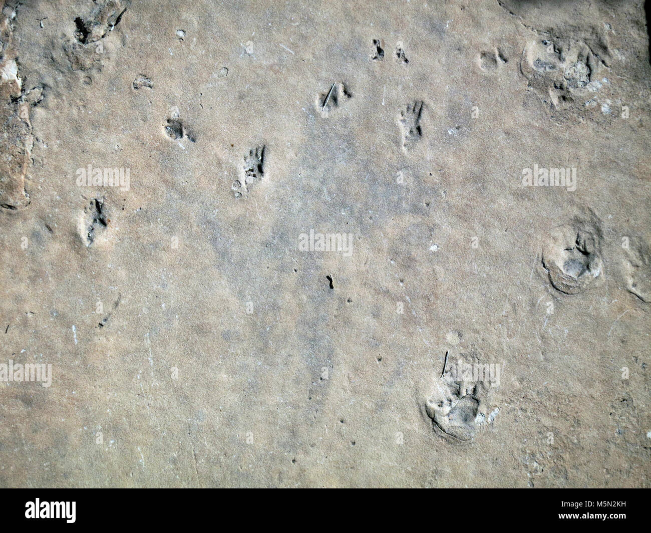 Grand canyon sandstone fossil hi-res stock photography and images - Alamy