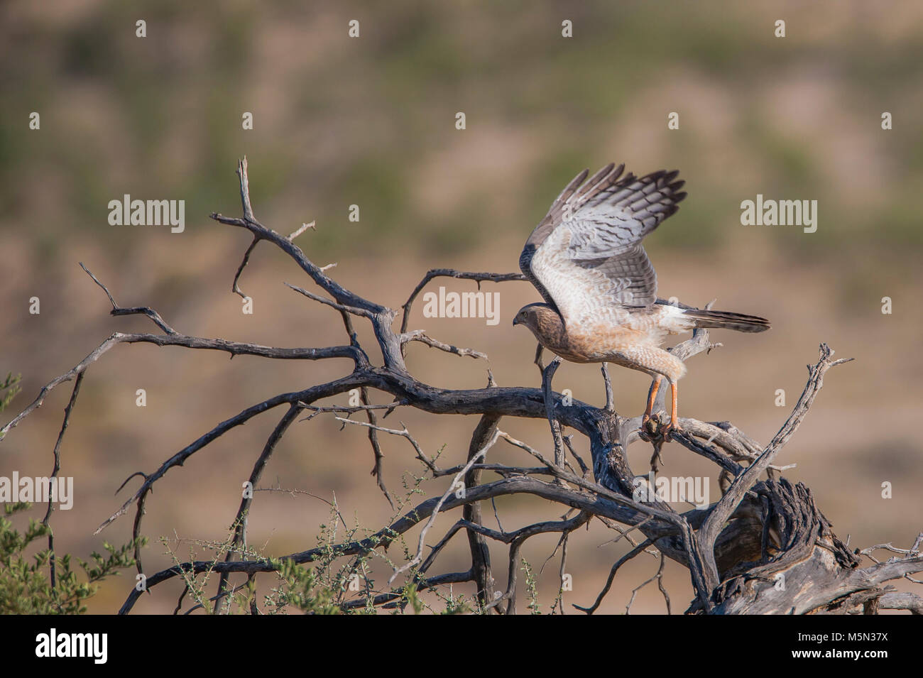 Gabar goshawk micronisus gabar hi-res stock photography and images - Alamy