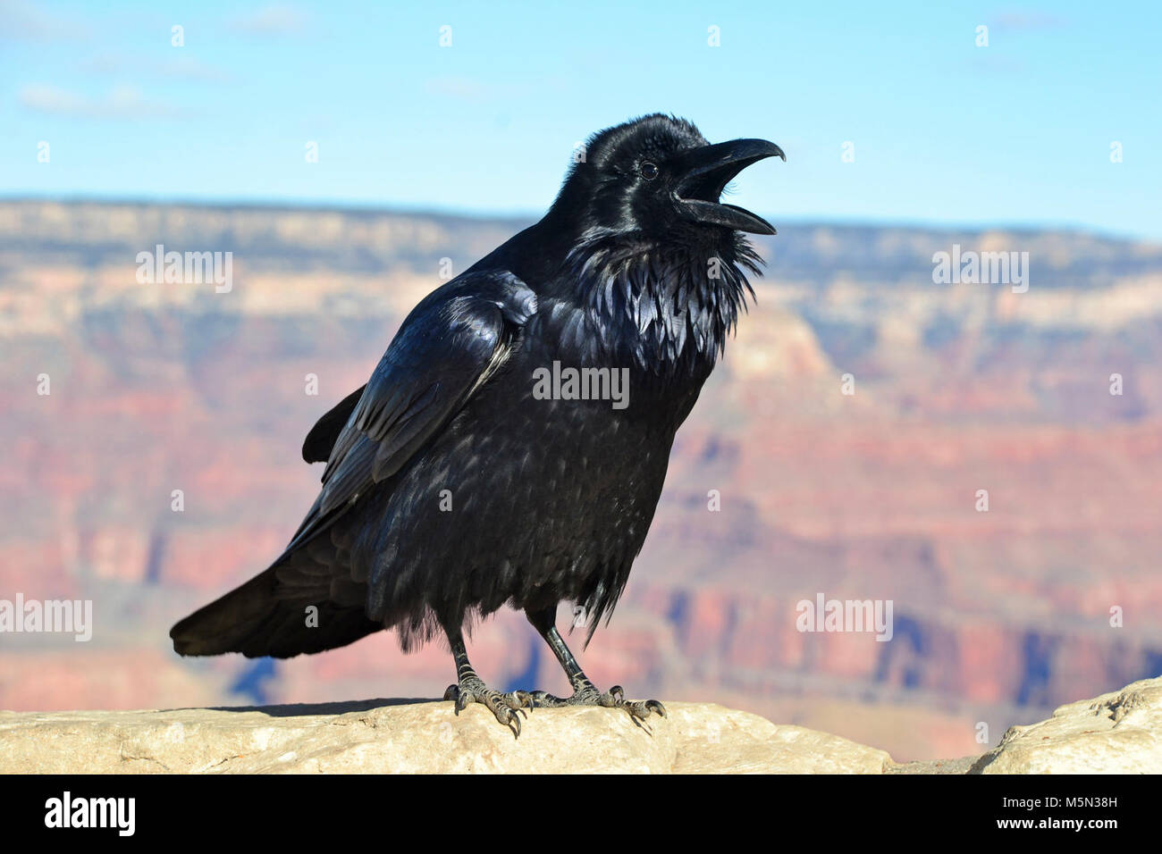 Grand Canyon Raven at Hopi Point . Ravens are one of the most ...