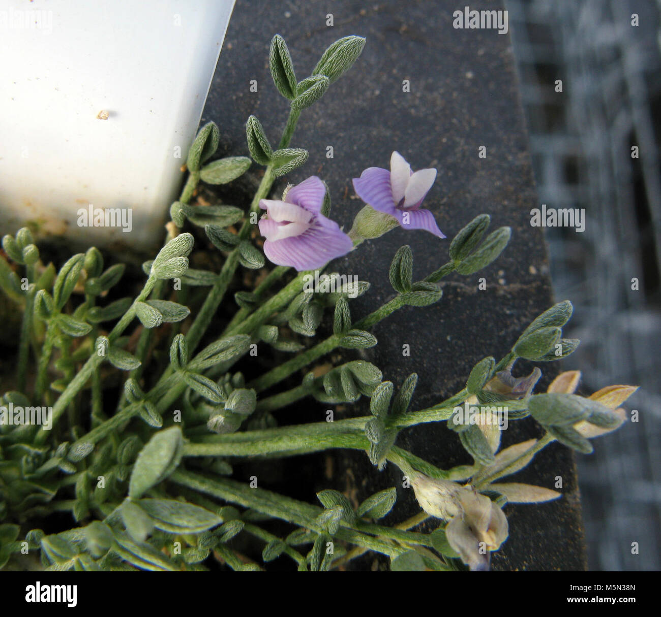Grand Canyon sentry milk-vetch . Grand Canyon’s rarest plant, sentry ...