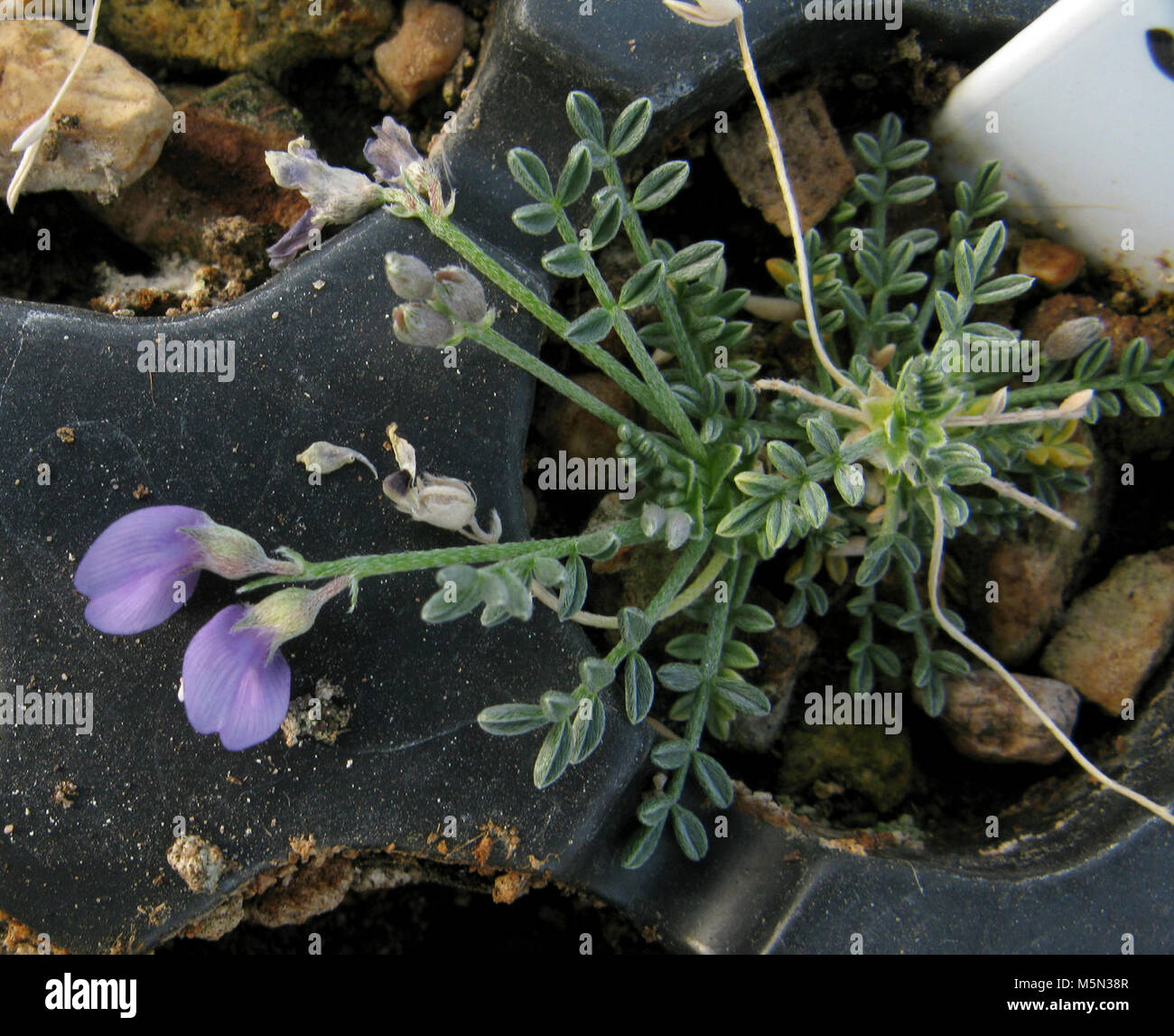 Grand Canyon sentry milk-vetch . Grand Canyon’s rarest plant, sentry ...