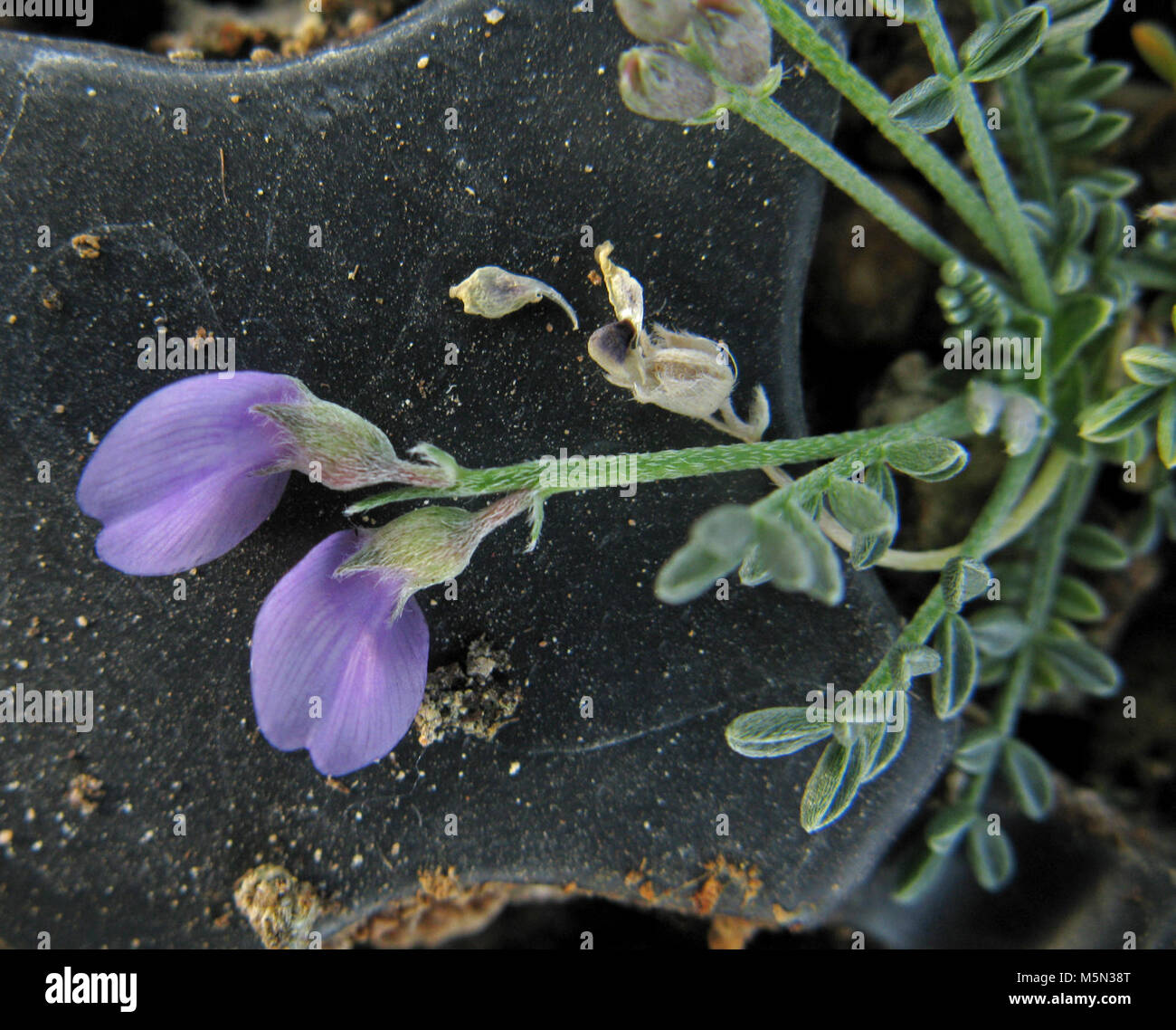 Grand Canyon sentry milk-vetch . Grand Canyon’s rarest plant, sentry ...