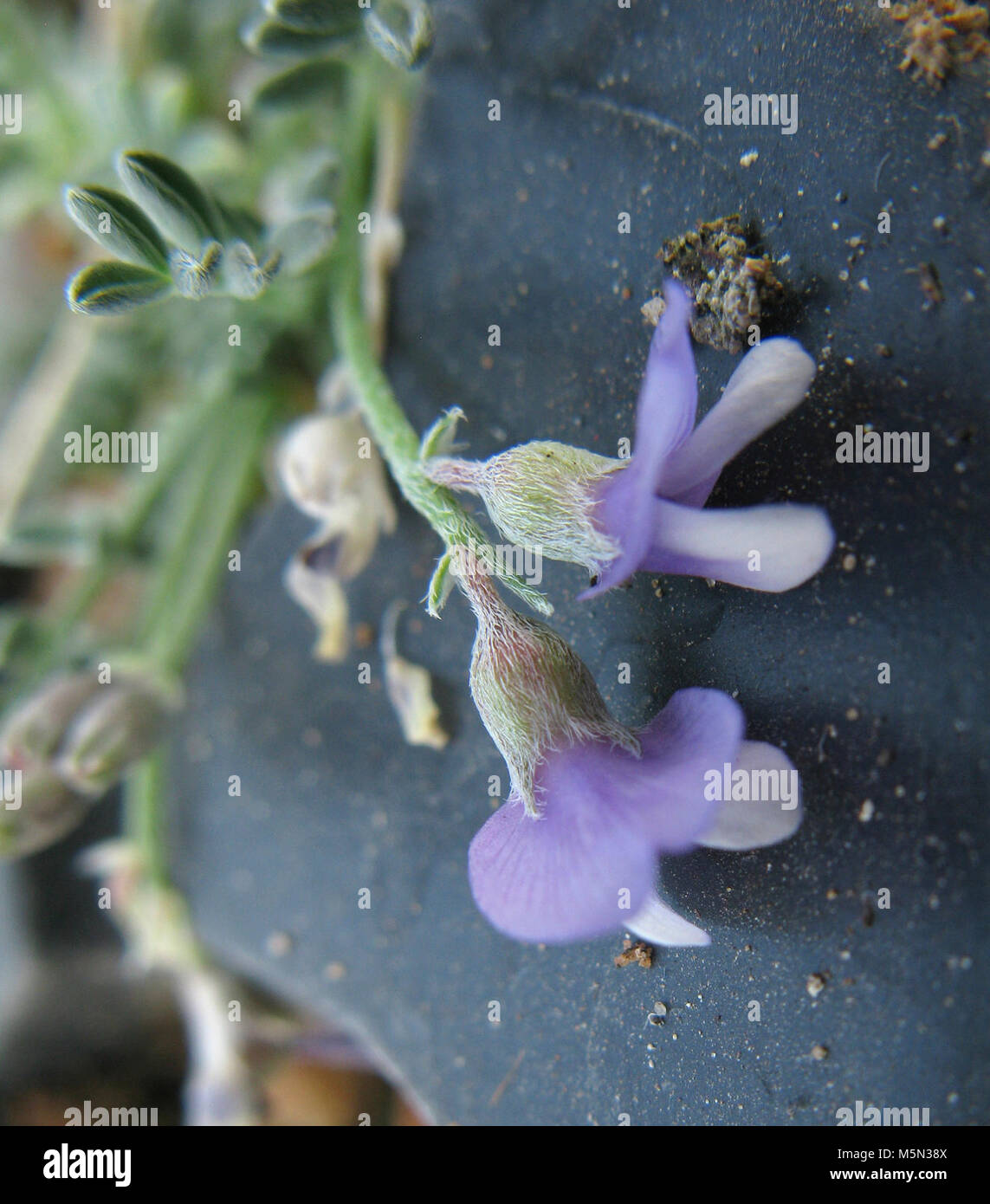 Grand Canyon sentry milk-vetch . Grand Canyon’s rarest plant, sentry ...