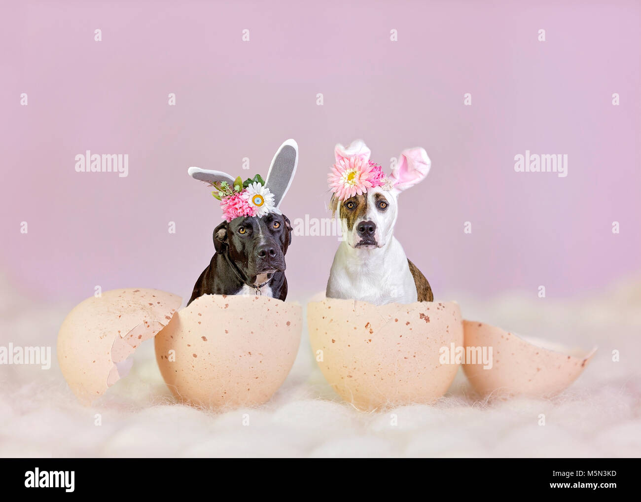 Shells dogs hi-res stock photography and images - Alamy