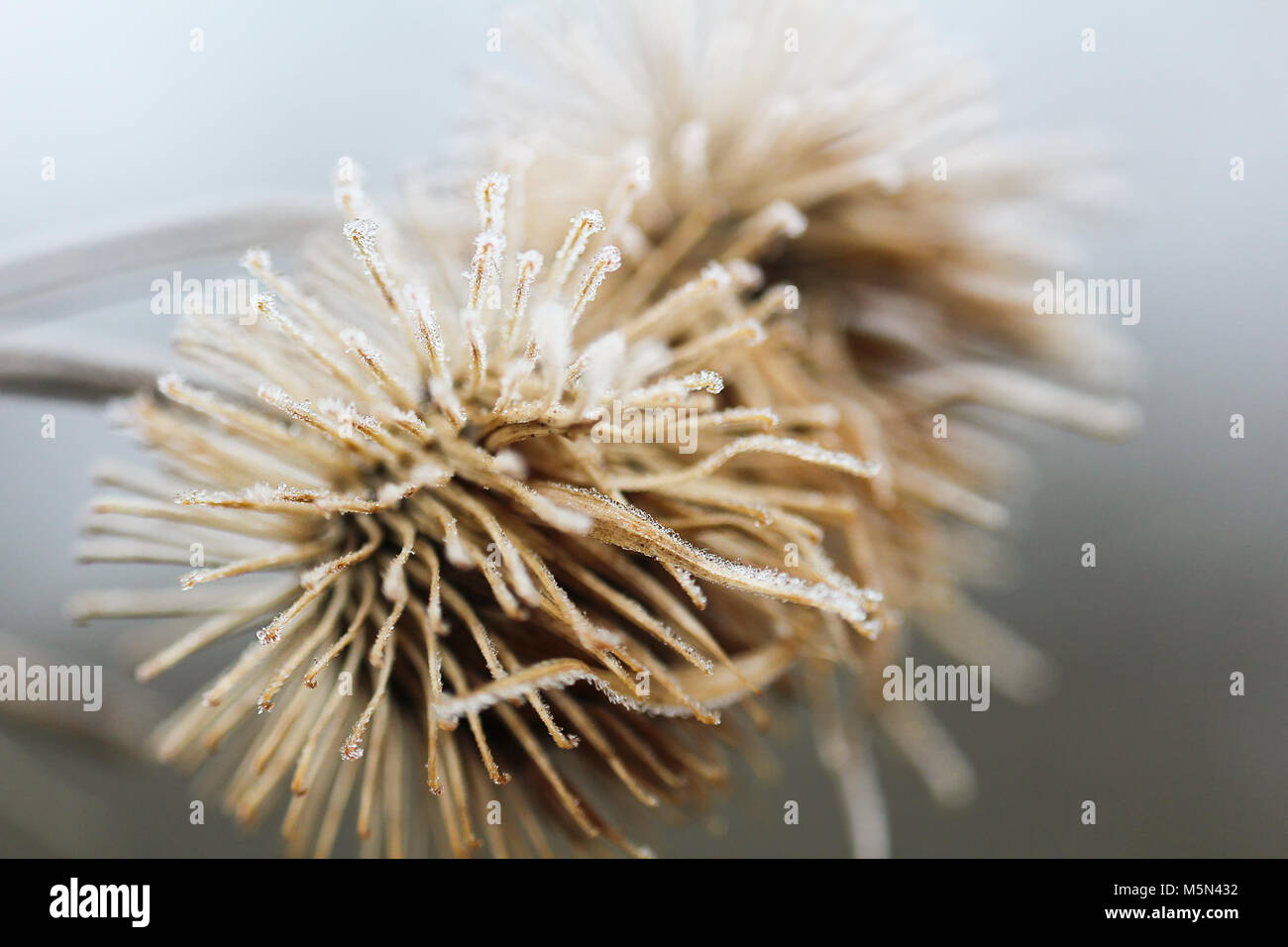 Two frozen thistle, winter background, macro photo Stock Photo - Alamy
