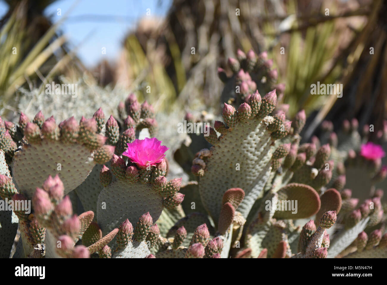 Beavertail cactus mojave desert hi-res stock photography and images - Alamy