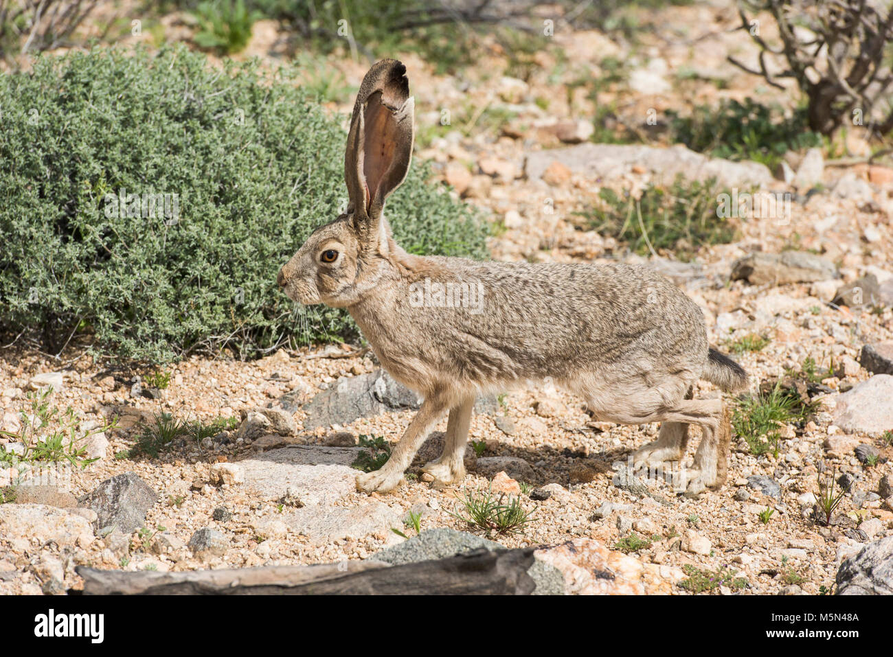 American desert hare hi-res stock photography and images - Alamy