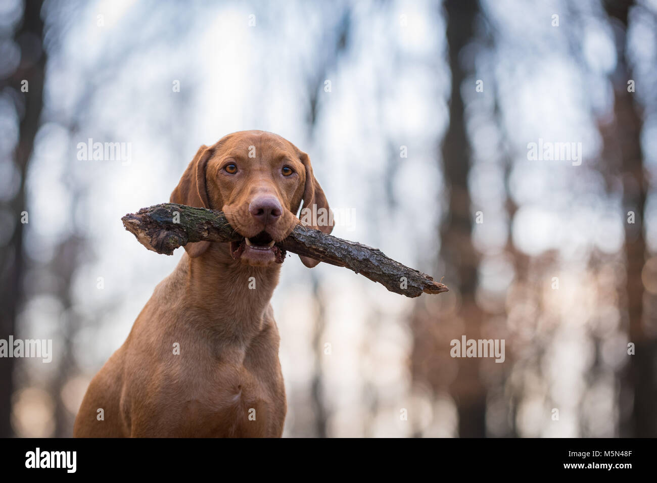 hungarian vizsla pointer dog in evening sunset Stock Photo - Alamy