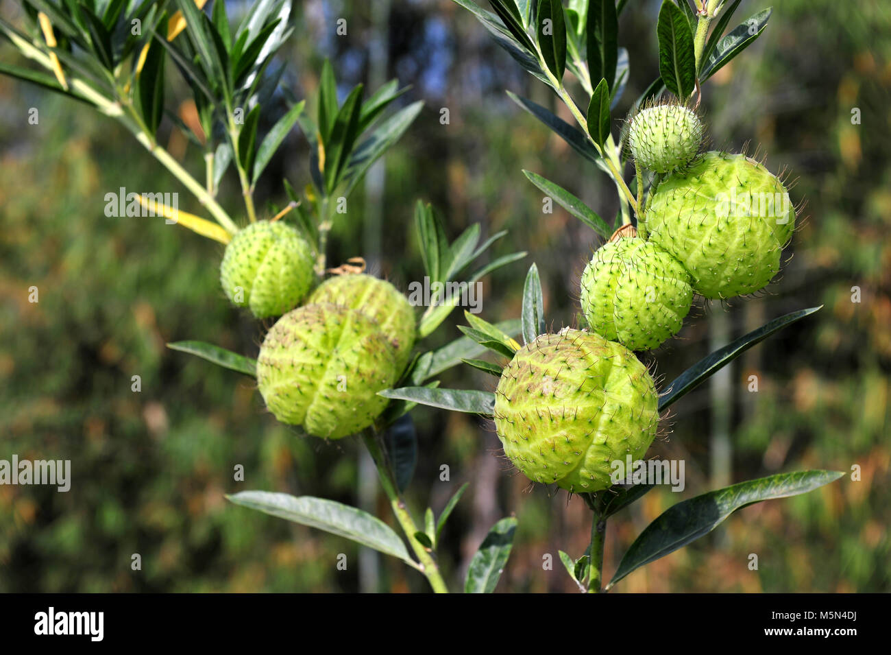 balloonplant or balloon cotton bush on mountain farm Stock Photo - Alamy