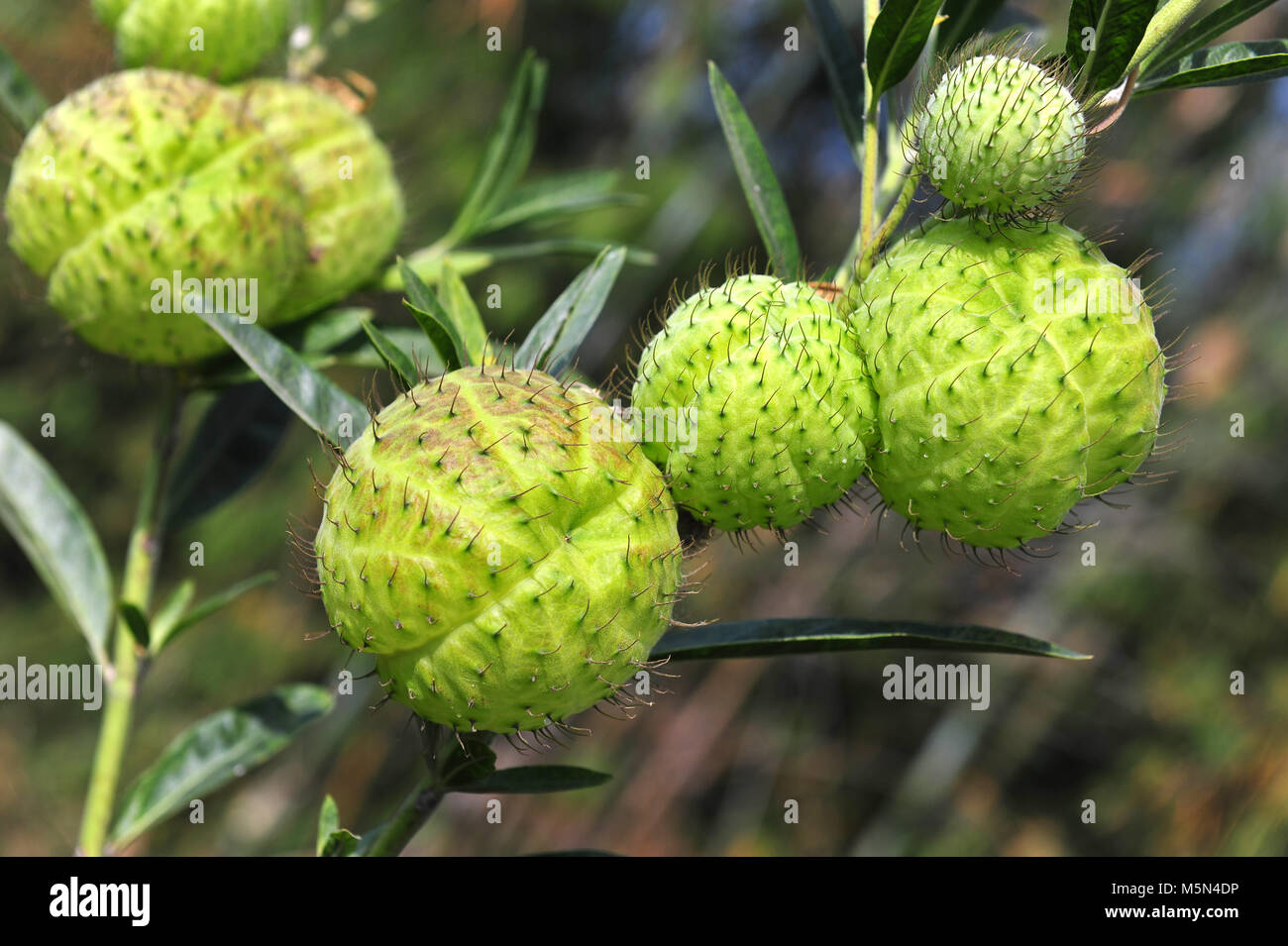 Gomphocarpus balloon plant hi-res stock photography and images - Alamy