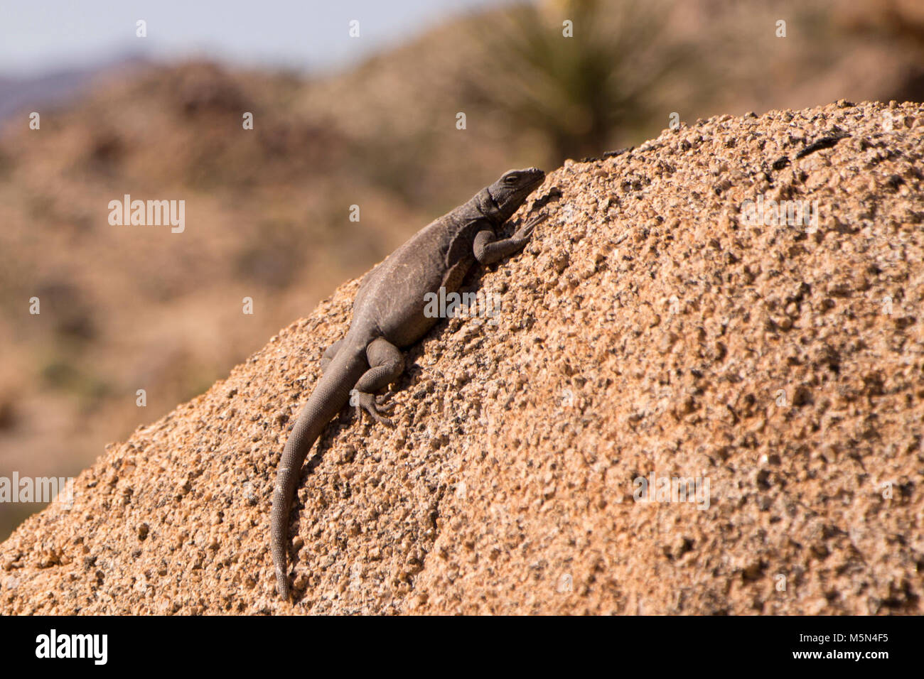 Chuckwalla national monument hi-res stock photography and images - Alamy
