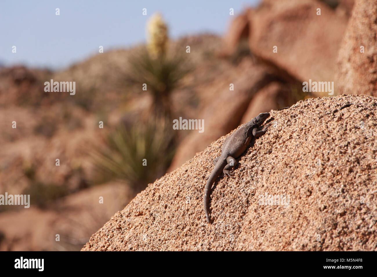 Chuckwalla national monument hi-res stock photography and images - Alamy