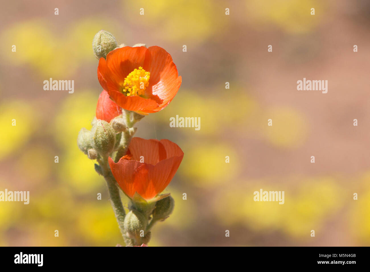 Desert globemallow, Sphaeralcea ambigua Stock Photo - Alamy