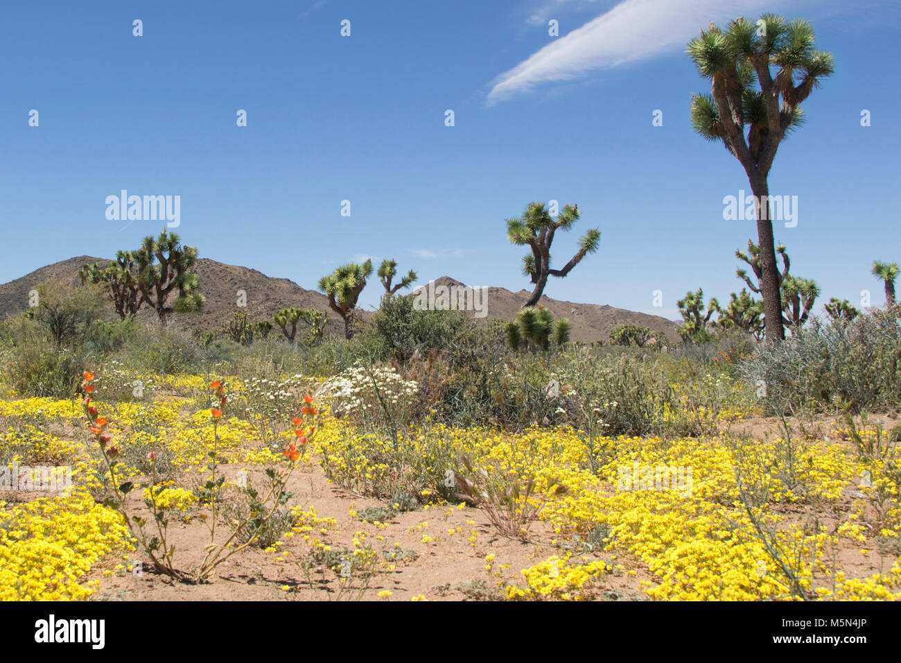Flowers and Joshua trees near Keys View Stock Photo - Alamy