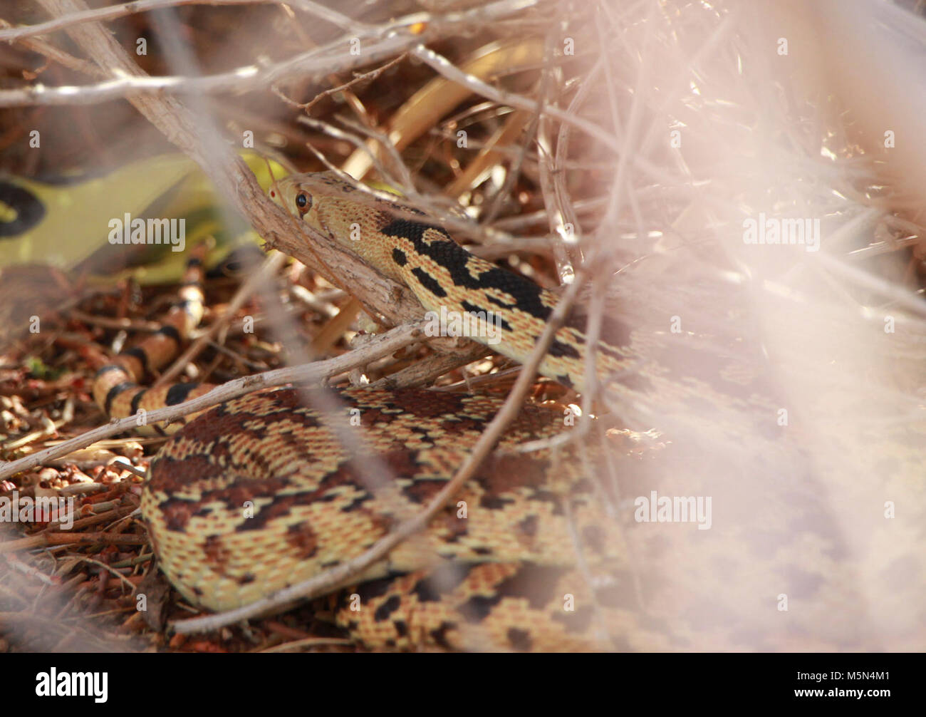 Gopher Snake Stock Photo - Alamy