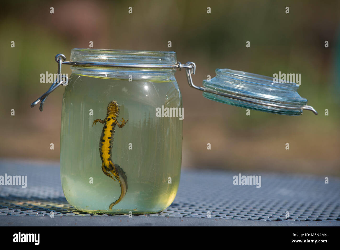 British Newts High Resolution Stock Photography and Images - Alamy