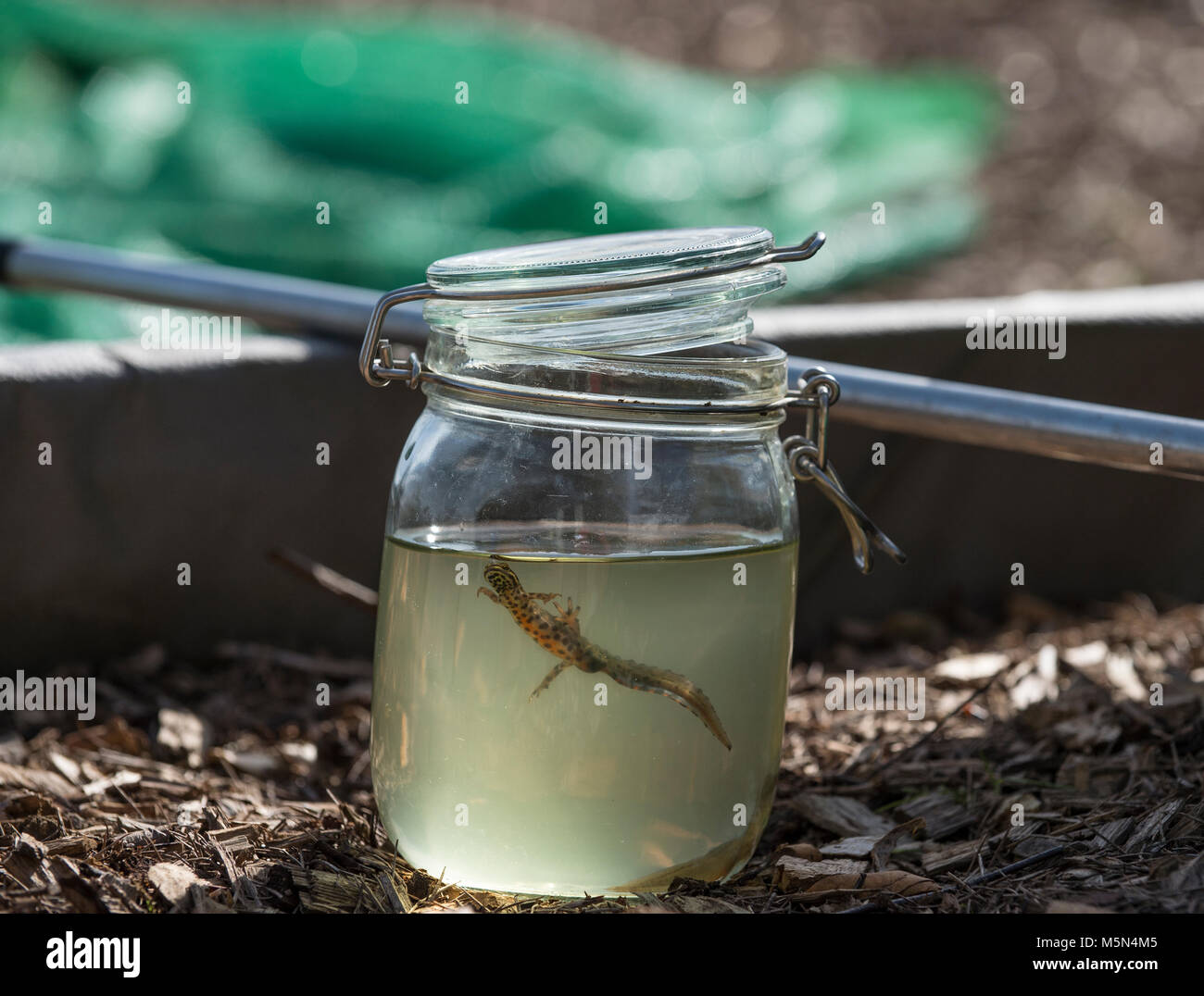 Great crested newts hi-res stock photography and images - Alamy