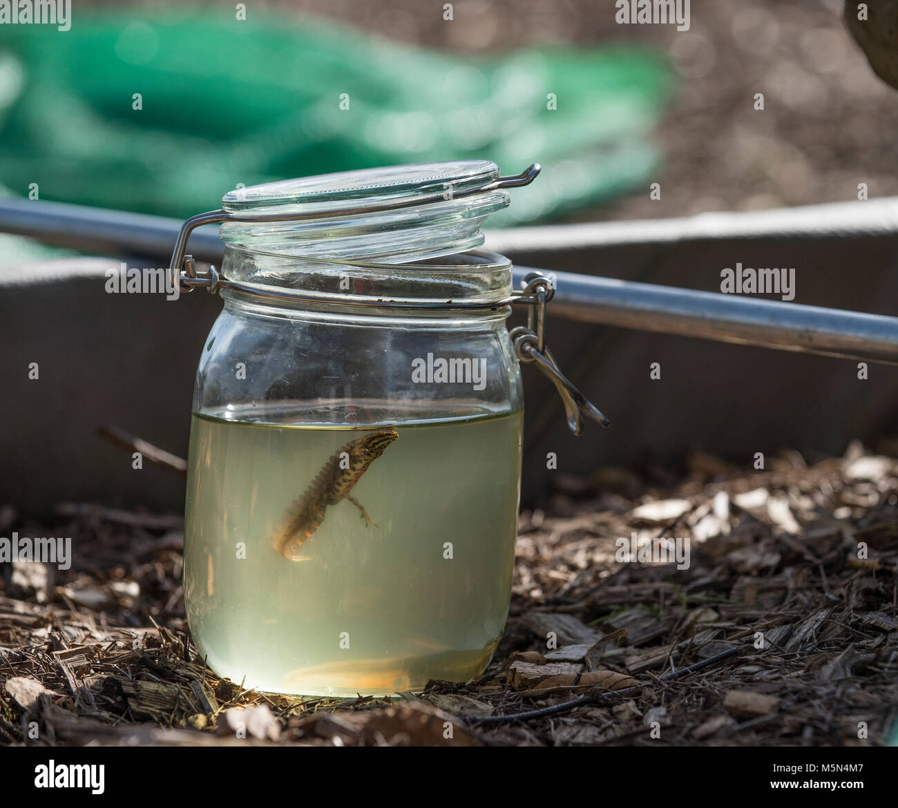 British newts hi-res stock photography and images - Alamy