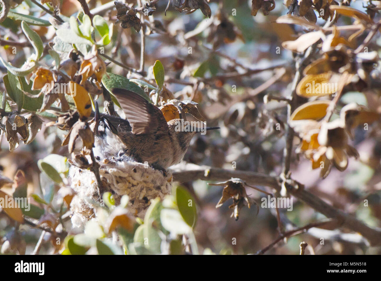 Hummingbird Chick Learning How to Fly Stock Photo - Alamy