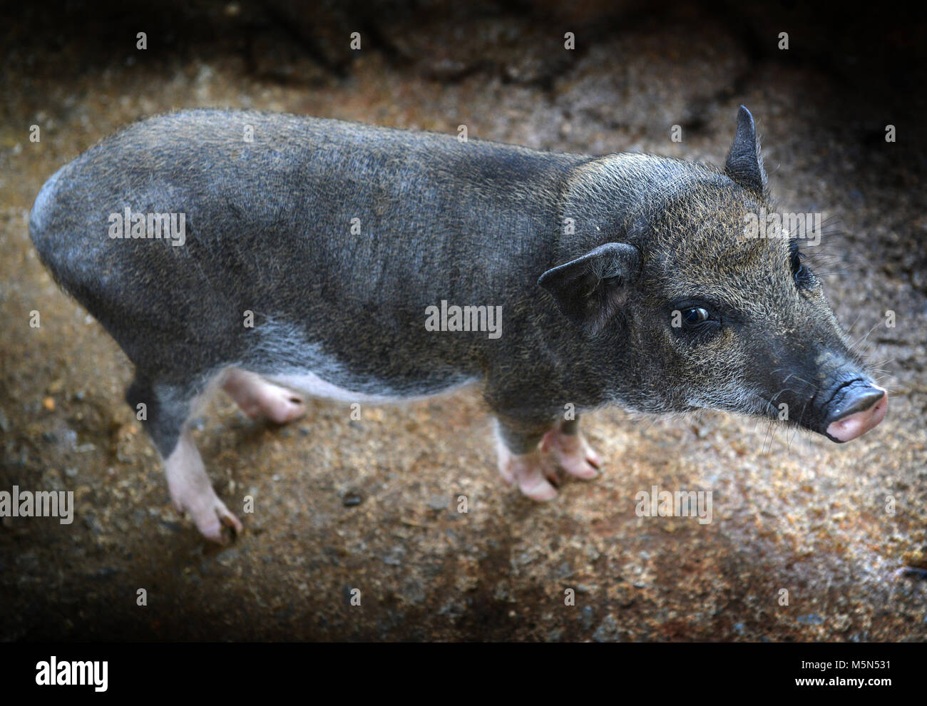 Native pig Thailand north mountain black hai Stock Photo - Alamy