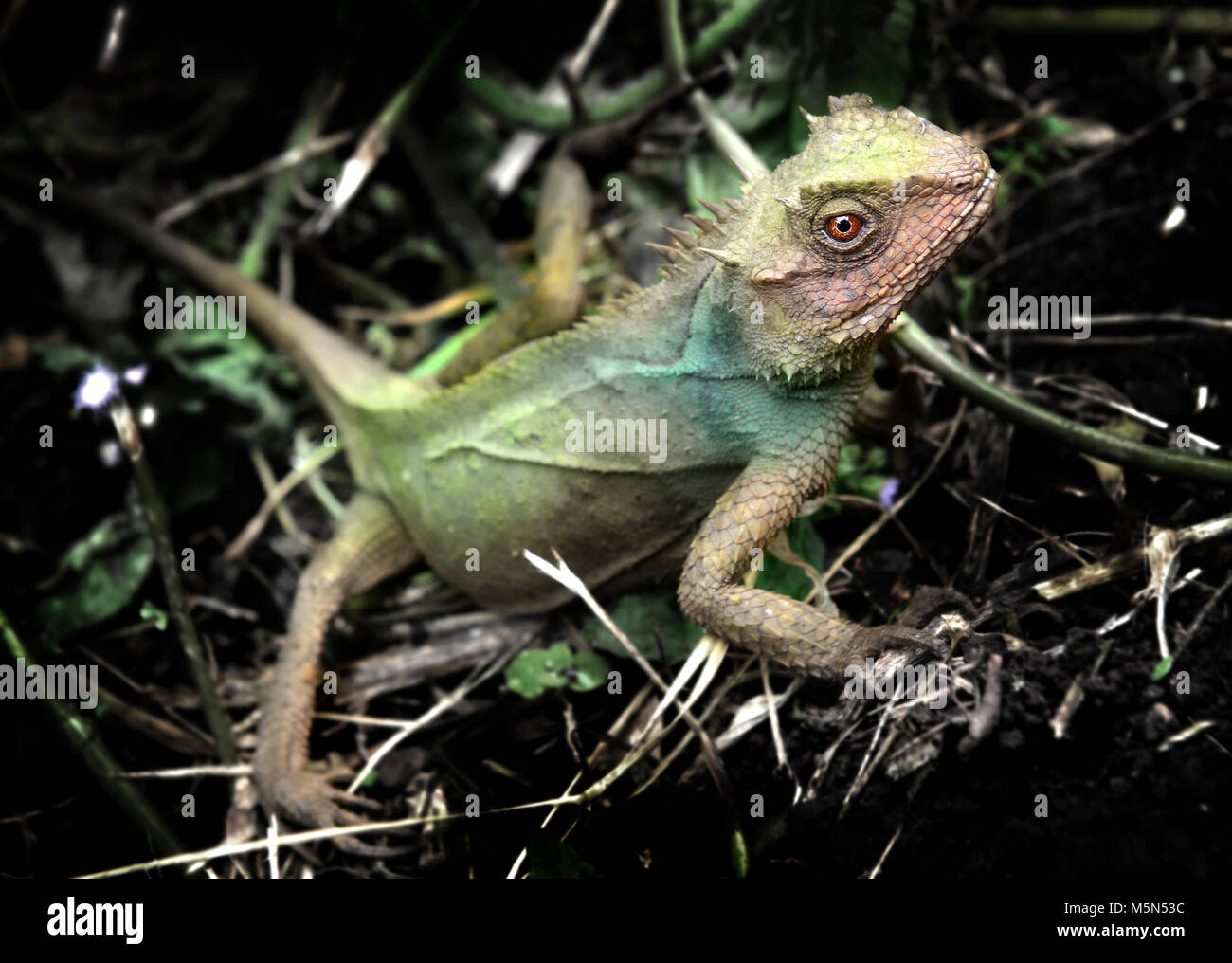 Live lizard in nature hi-res stock photography and images - Alamy