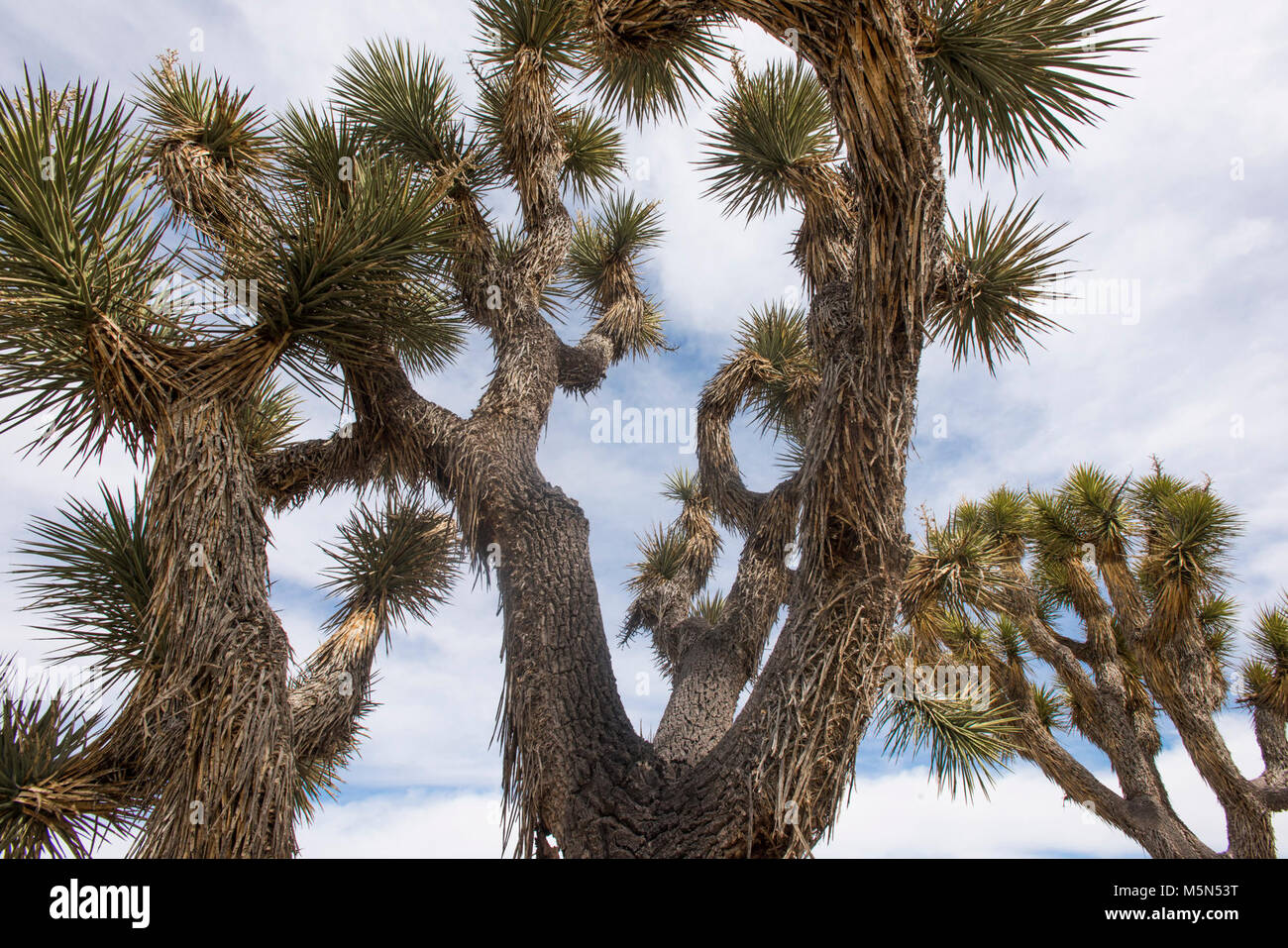 Joshua tree (Yucca brevifolia) branches reaching upward Stock Photo - Alamy
