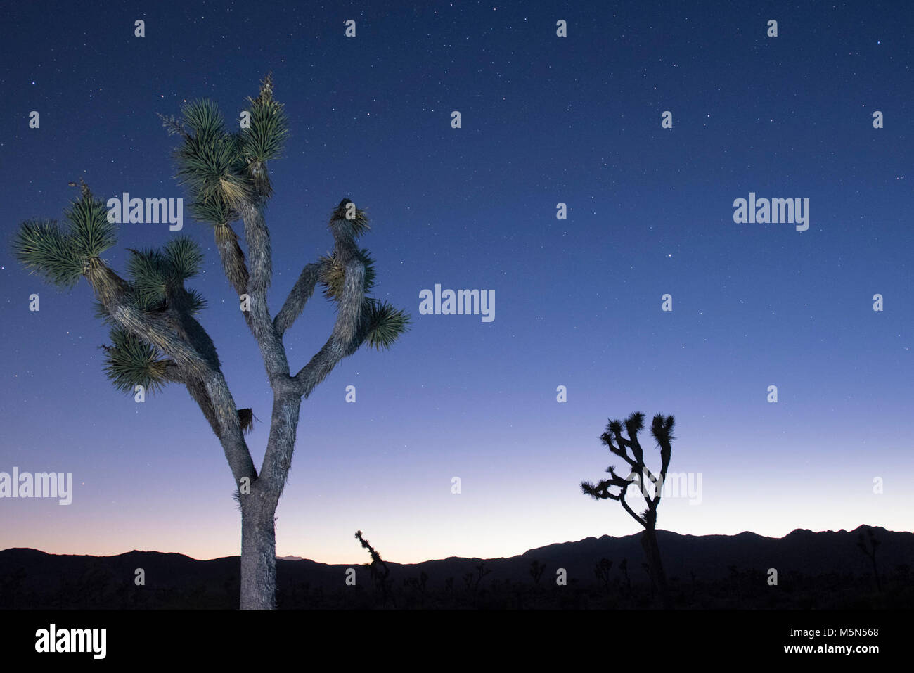 Joshua trees and stars Stock Photo - Alamy