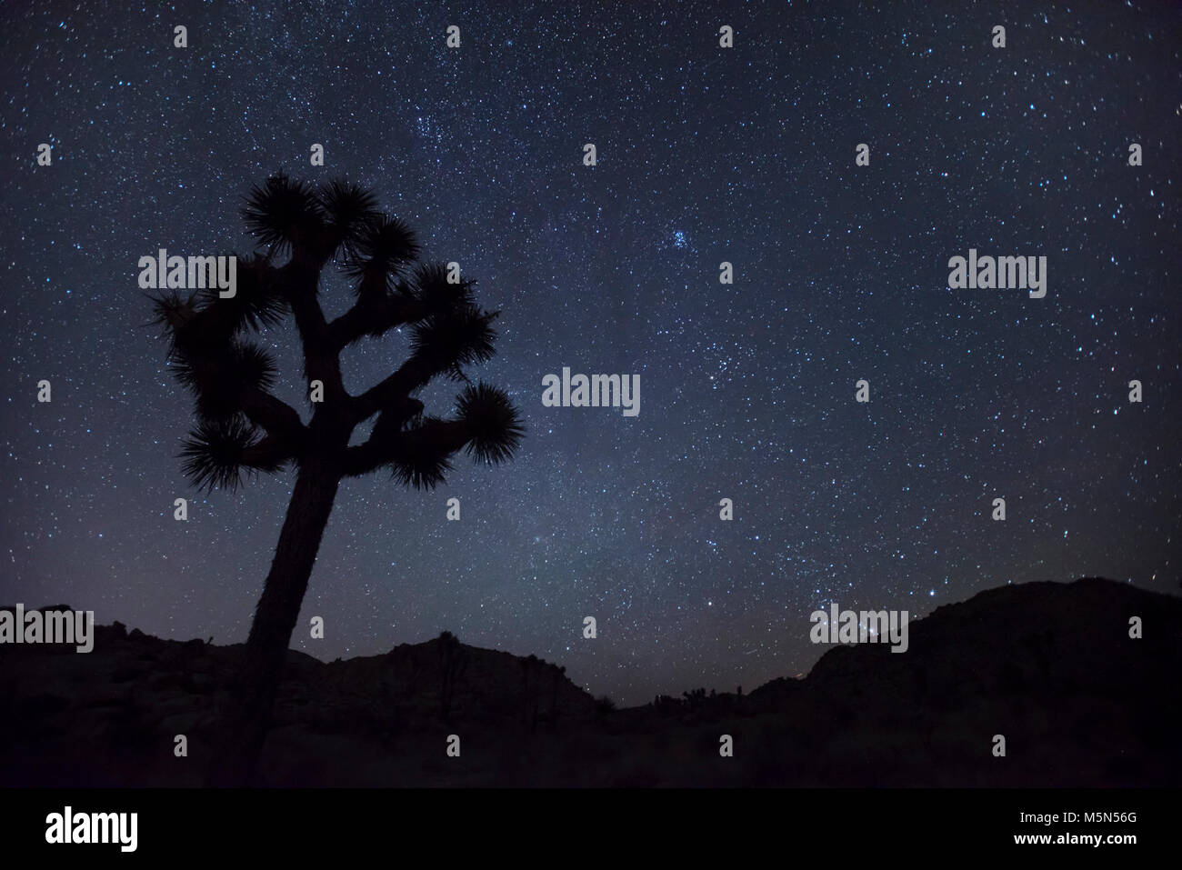 Joshua trees under the stars Stock Photo - Alamy