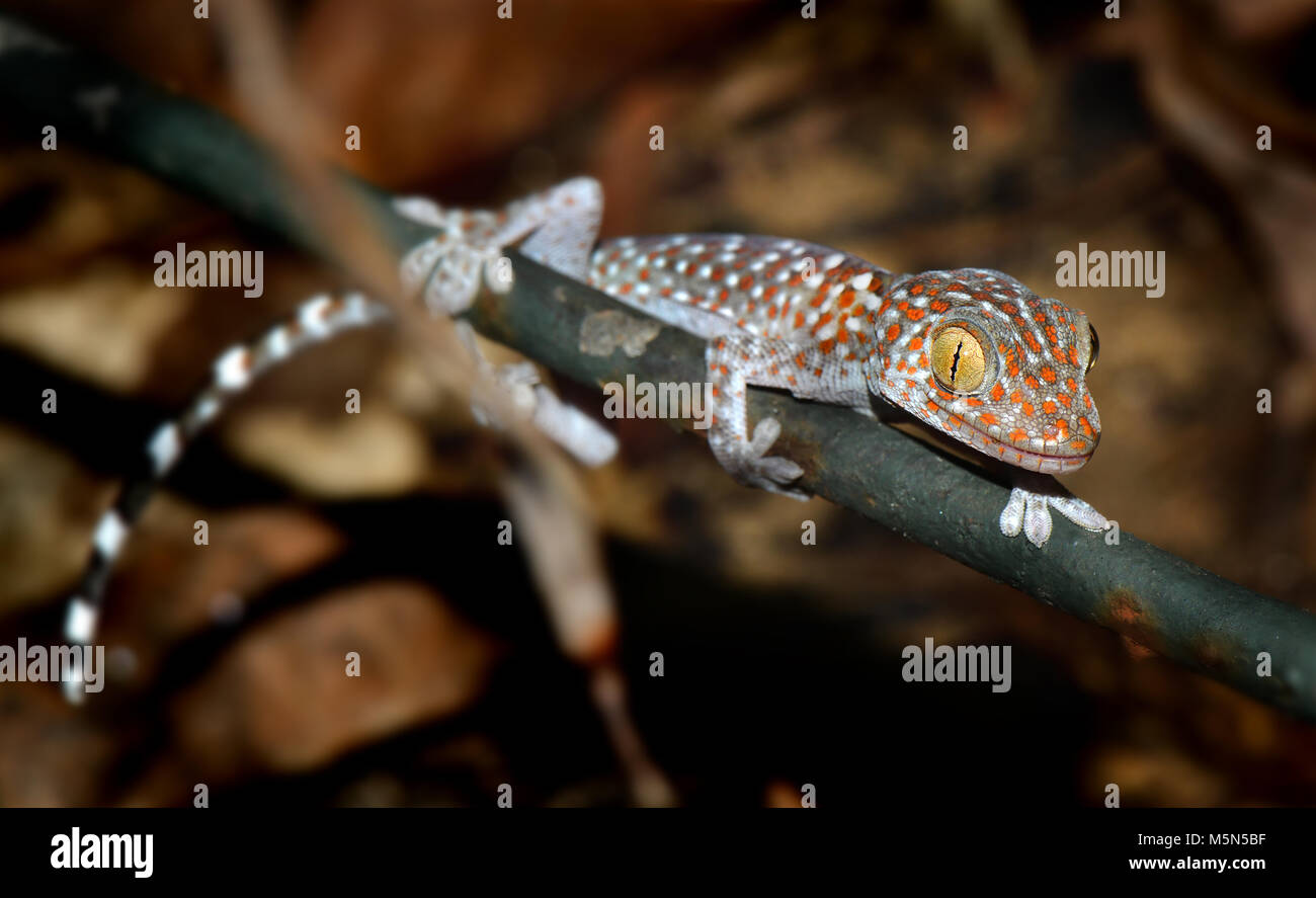 Baby gecko hi-res stock photography and images - Alamy