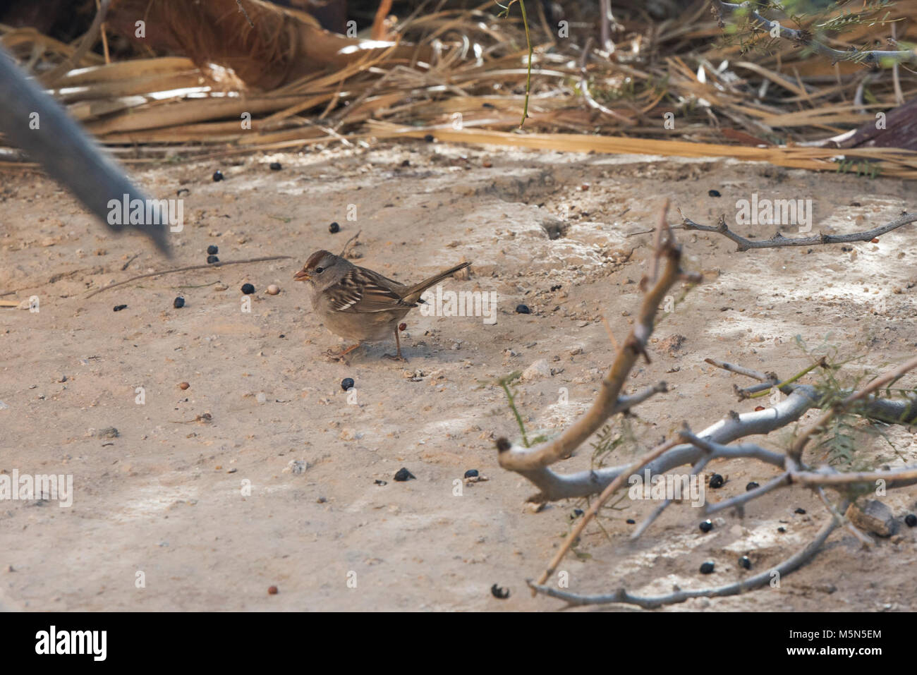 Many animals eat the fruit of the desert palm tree Stock Photo - Alamy
