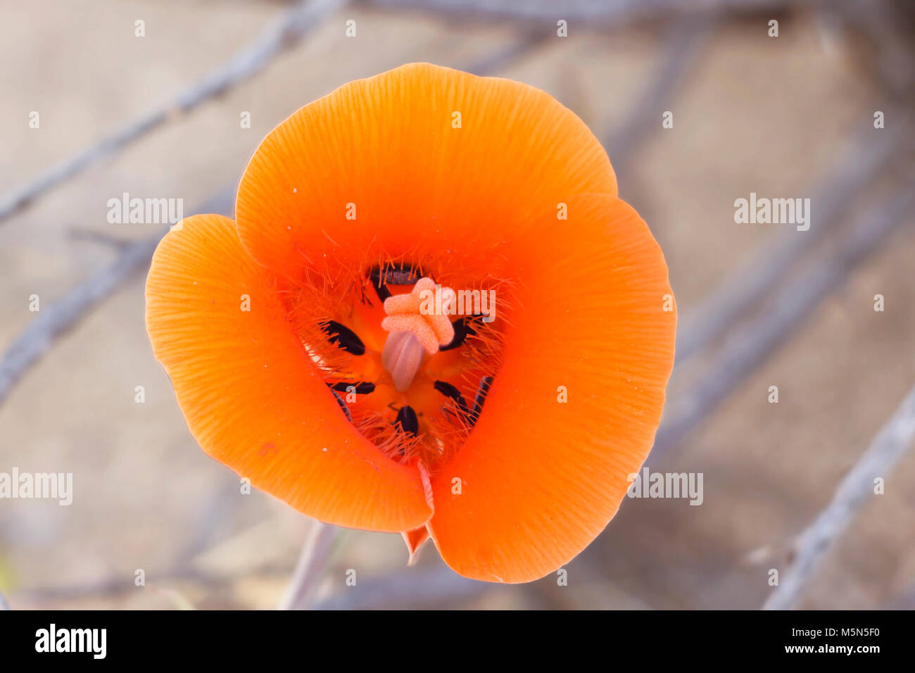 Mariposa Lily (Calochortus kennedyi), blooming in Hidden Valley Stock ...