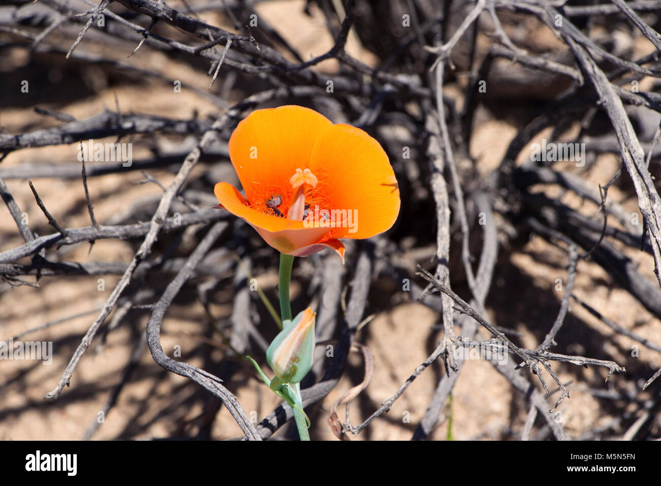 Mariposa Lily (Calochortus kennedyi), blooming in Hidden Valley Stock ...