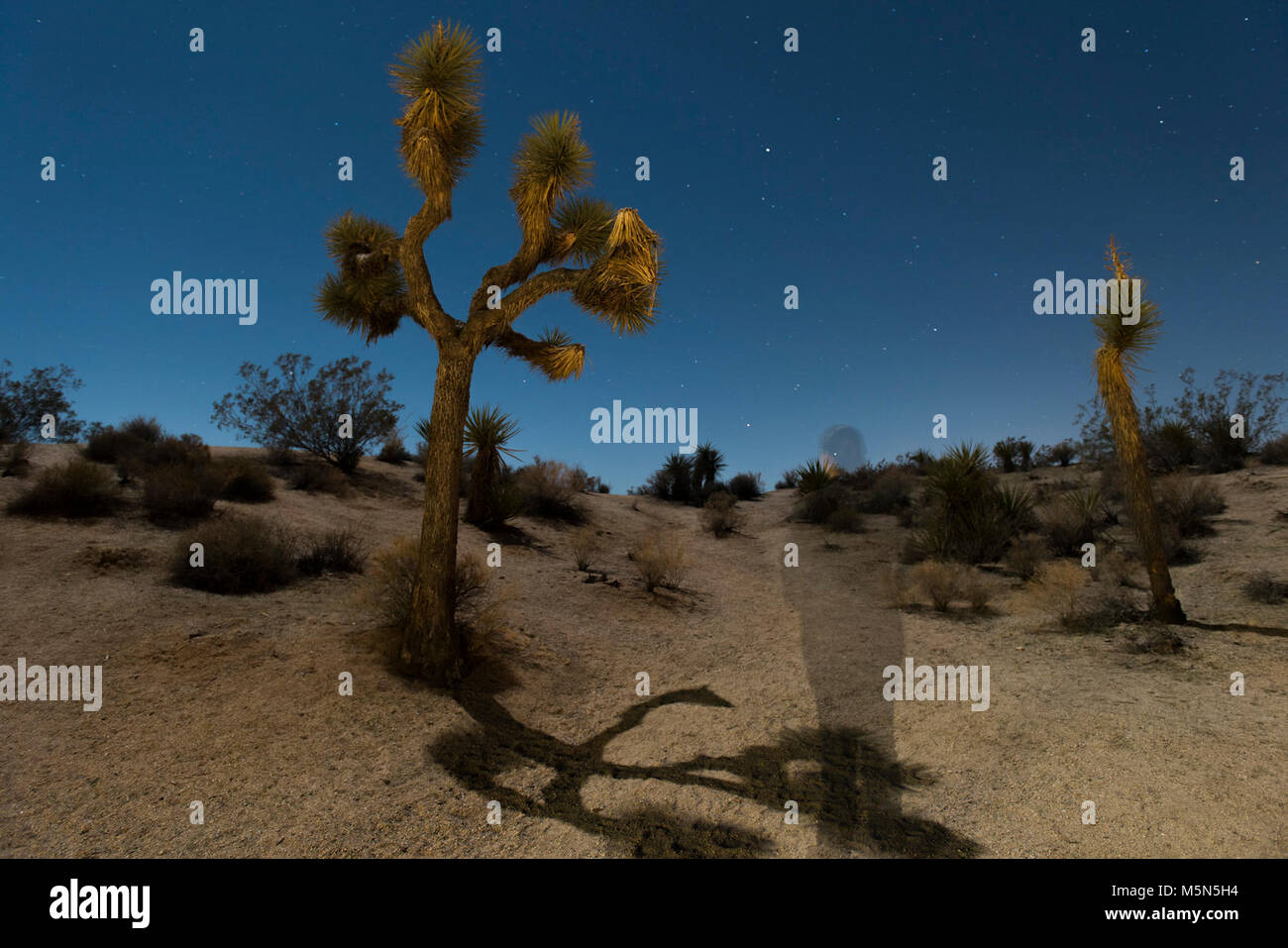 Moonlit scene in Jumbo Rocks Campground Stock Photo - Alamy