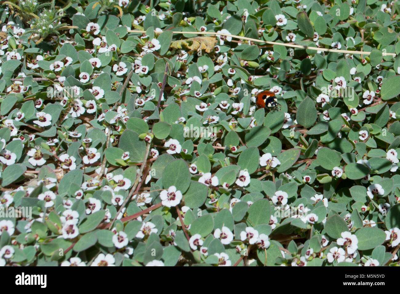 Rattlesnake Weed and lady bug Stock Photo - Alamy