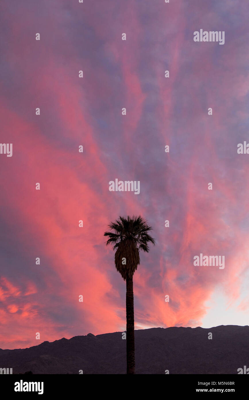 Sunset at Oasis of Mara, Twentynine Palms Stock Photo - Alamy
