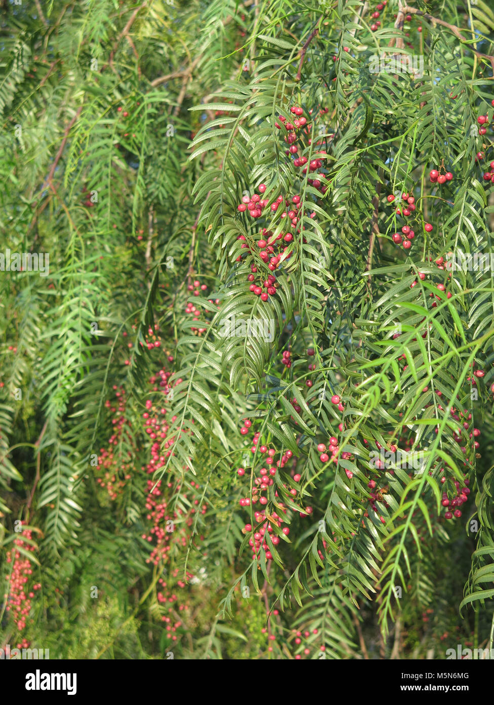 Small red berries and pinnate foliage of the tree schinus molle or ...