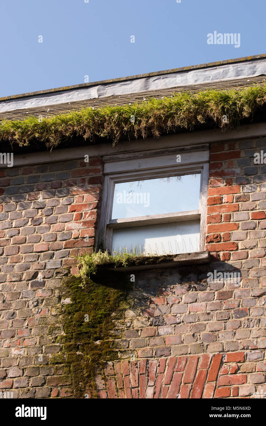 Grass growing in gutter hi-res stock photography and images - Alamy