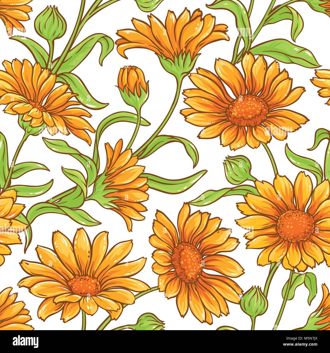 calendula flower vector pattern on white background Stock Vector Image ...