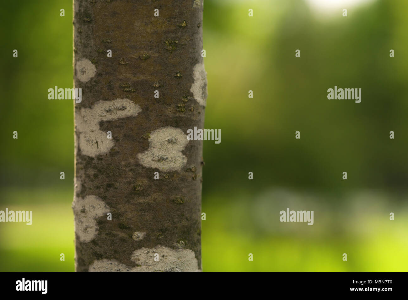 rowan tree trunk on a spring morning, shallow focus Stock Photo - Alamy