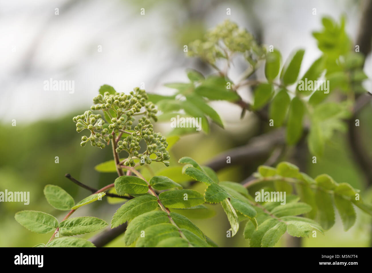 rowan tree branch with buds on a spring morning, shallow focus Stock ...