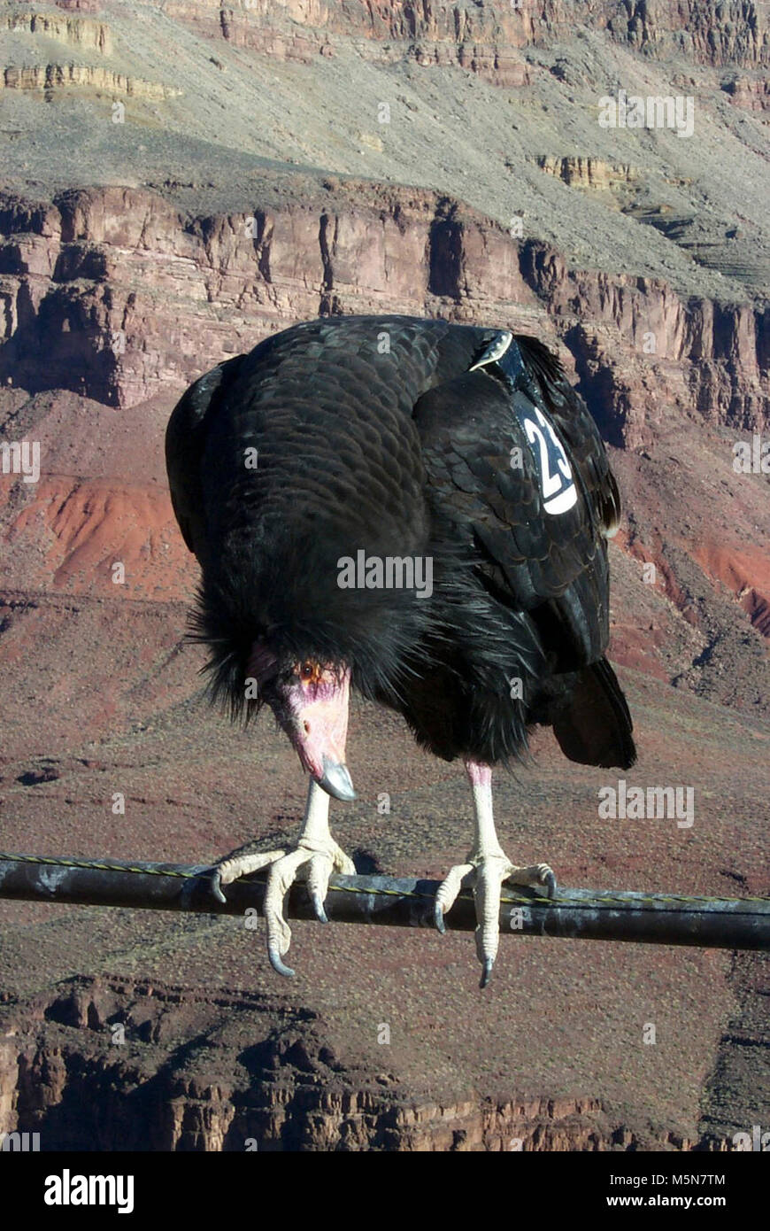 Grand Canyon National Park California Condor - CONDOR . CALIFORNIA ...