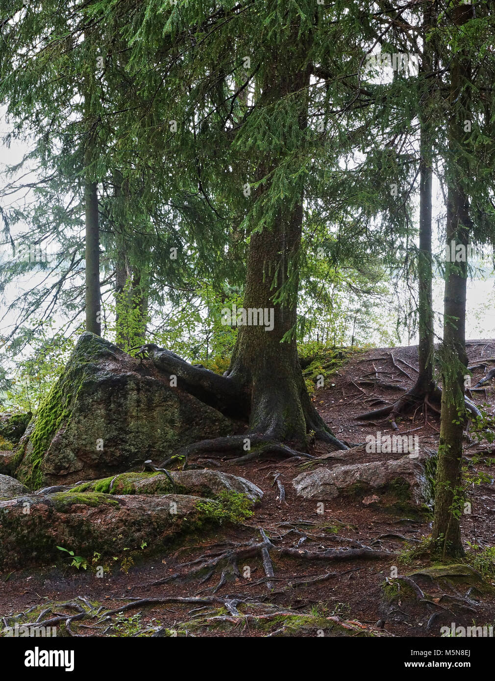 In the thicket of the forest a large tree grows, the roots of which are ...