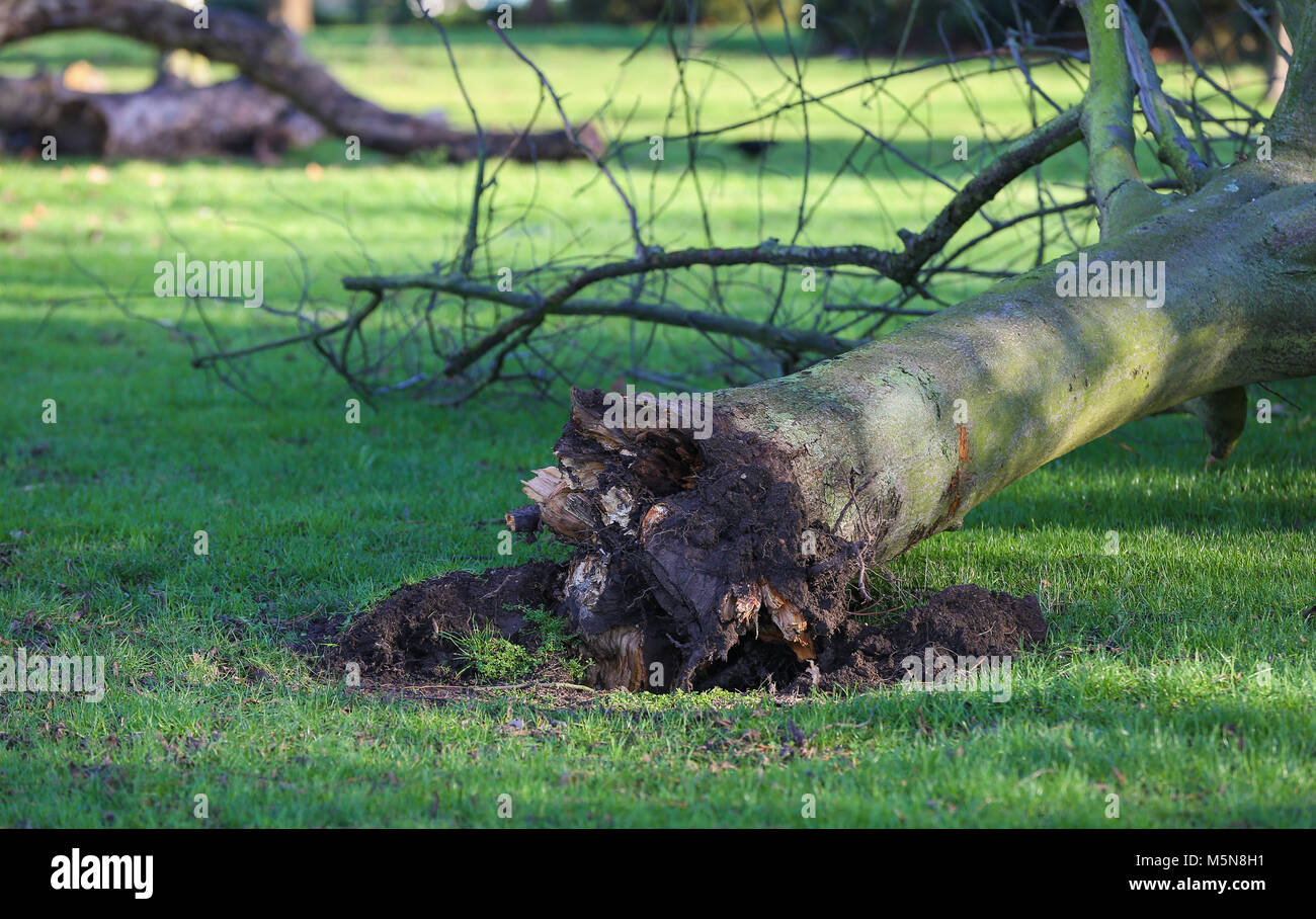 Fallen trees in Finsbury Park, north London after Storm Georgina passed ...
